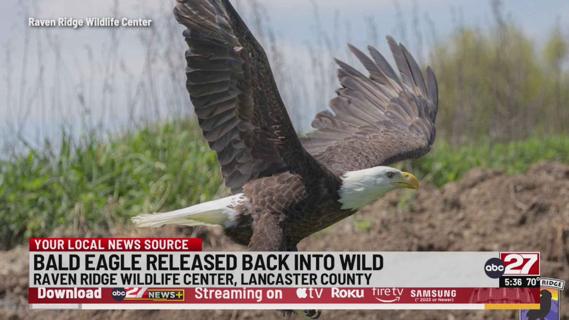 Bald eagle flies again after recovering from lead poisoning