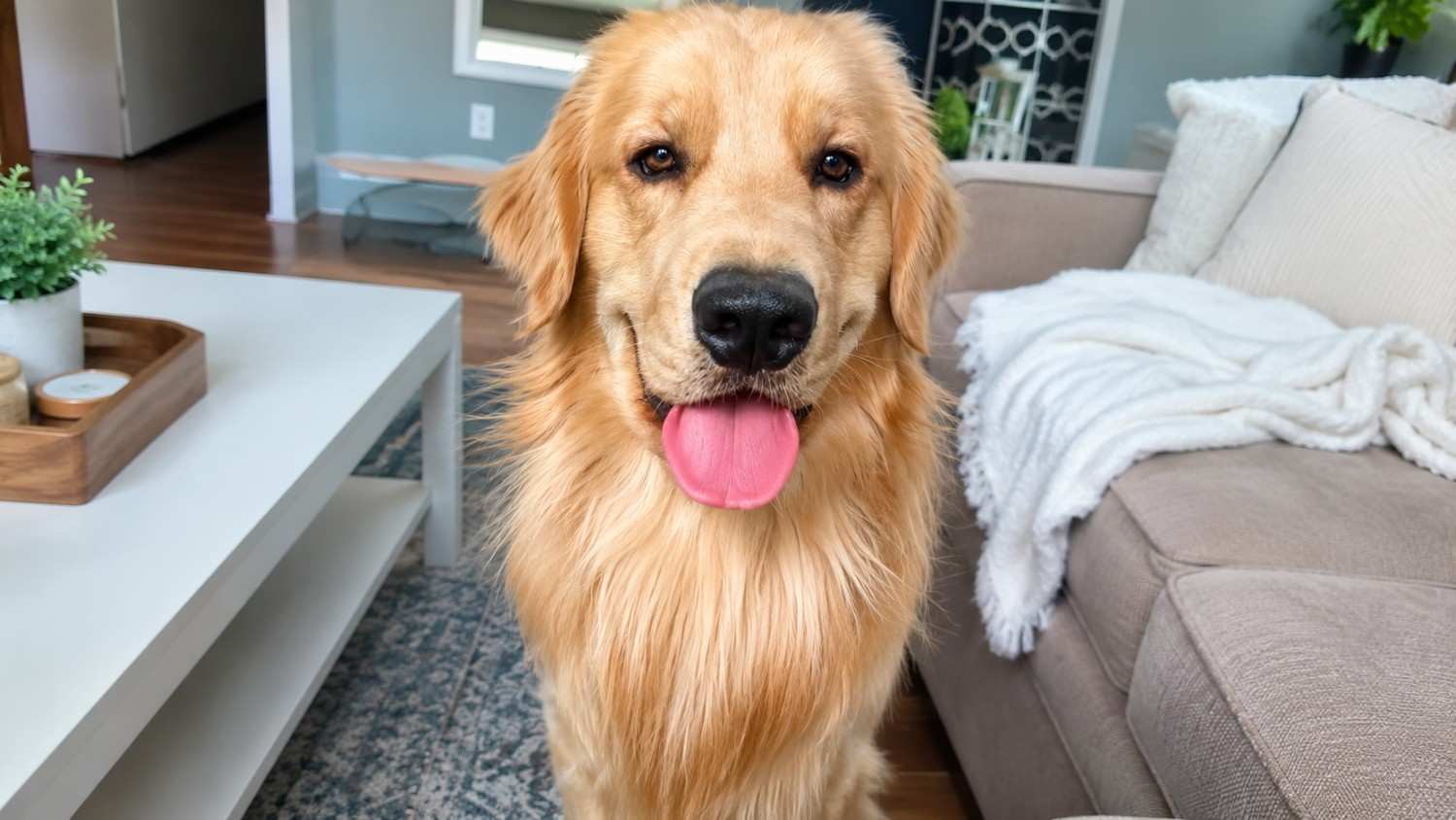 Golden retriever logic makes no sense