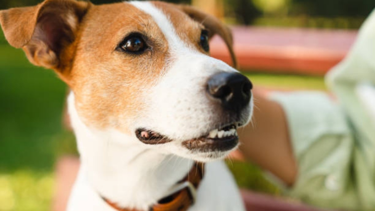 7 loving things you do that your dog secretly dislikes, according to ...