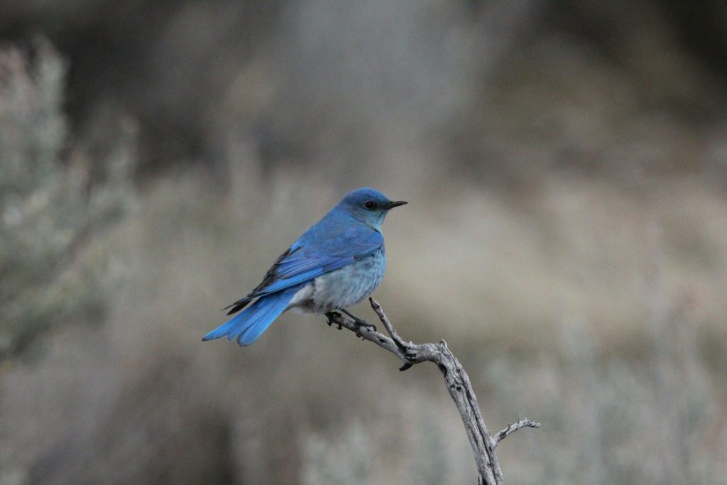 Why you’ll never see a bluebird in the wild – it’s actually an optical ...