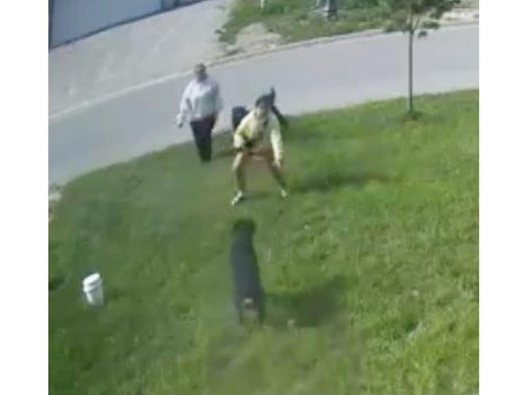 Update: Amherstburg owner of 2 dogs faces 3 charges after attack on dog ...