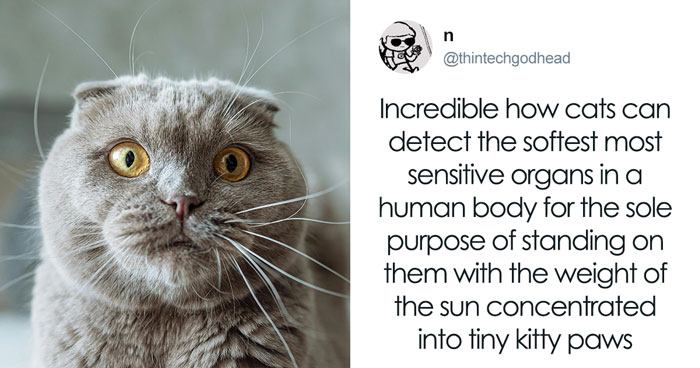 47 hilariously accurate cat tweets that every cat owner should ...