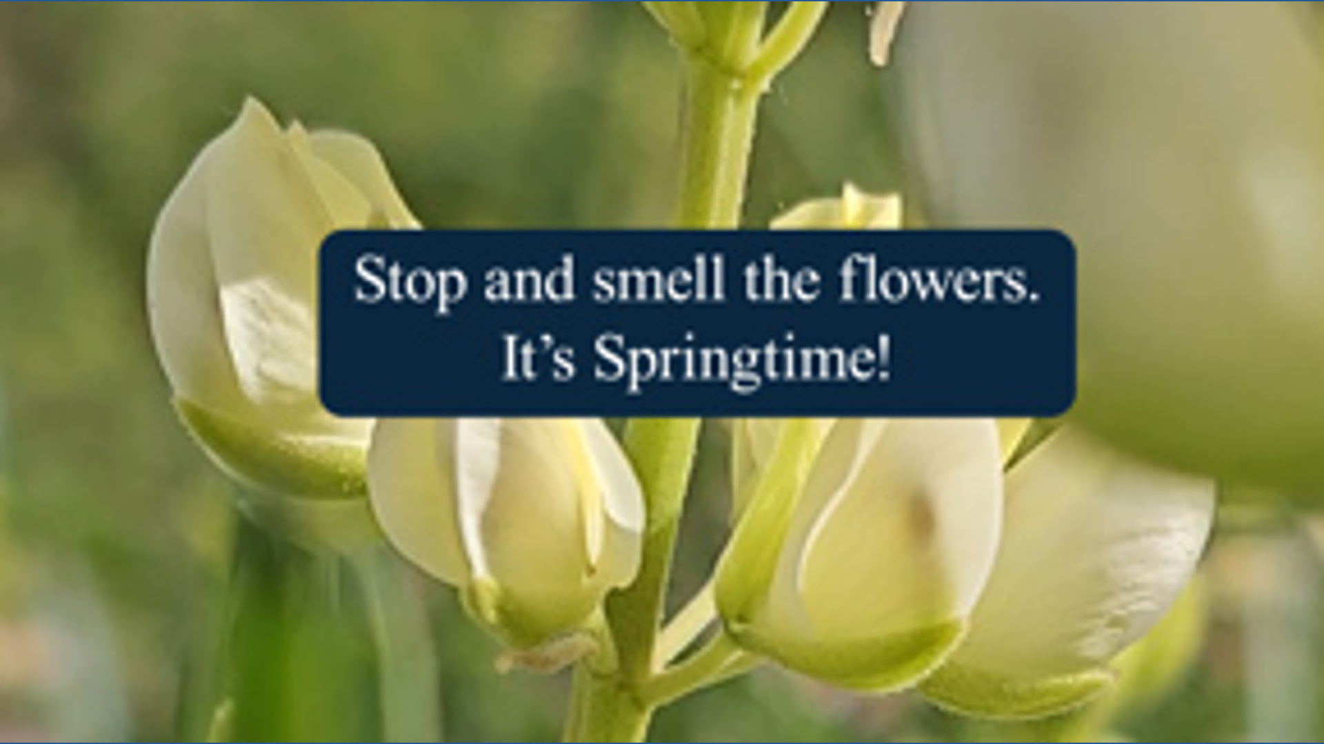 Stop and smell the flowers. It's springtime!
