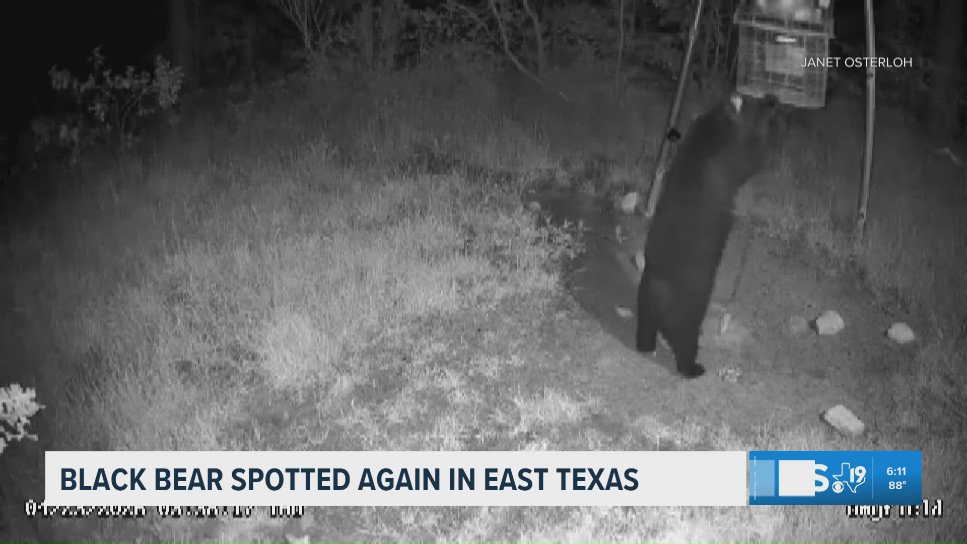 Black bear spotted again in East Texas, caught on camera in Neches