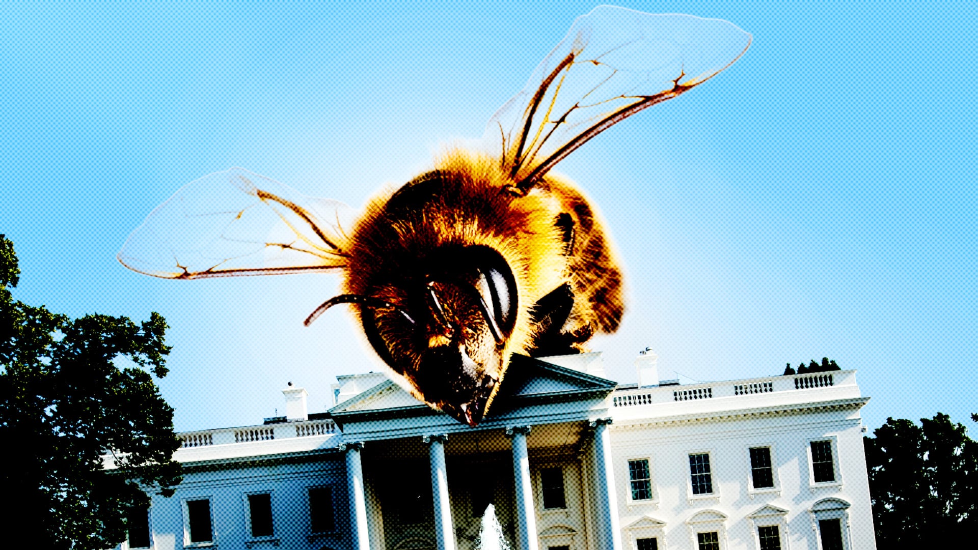 Swarm of angry bees sparks chaos on White House lawn