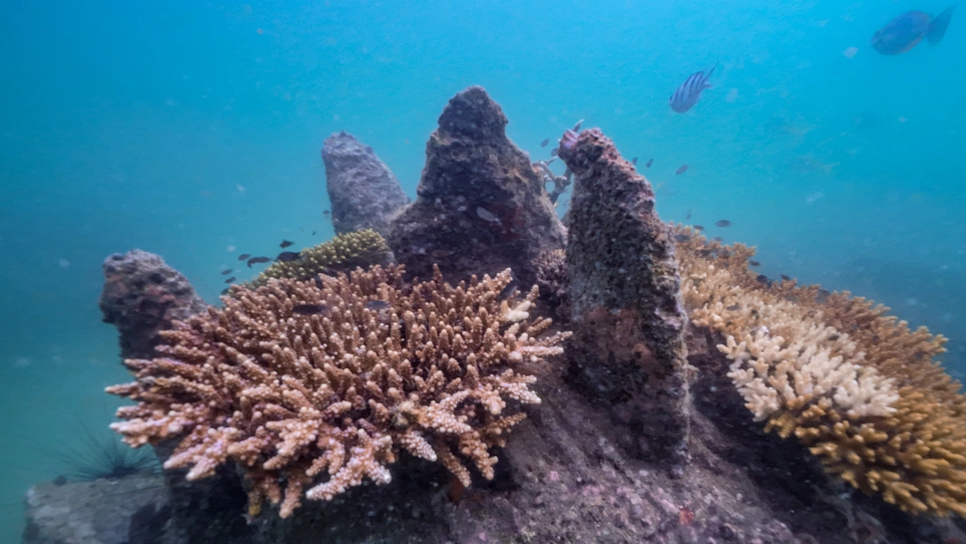 Autonomous robot maps coral reef biodiversity hotspots with precision