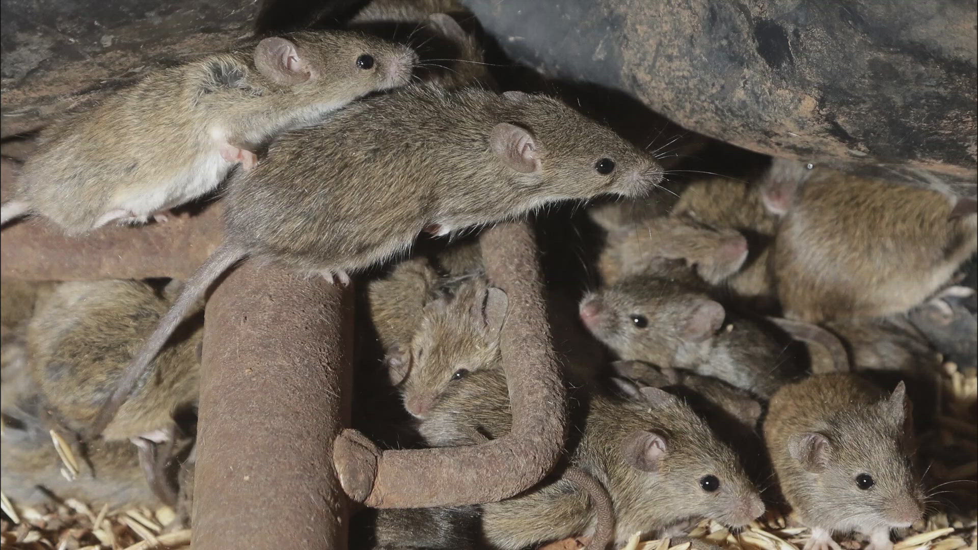 Fatal hantavirus case confirmed in Douglas County