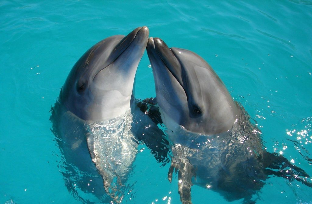 Dolphin intelligence facts that reveal how smart they truly are