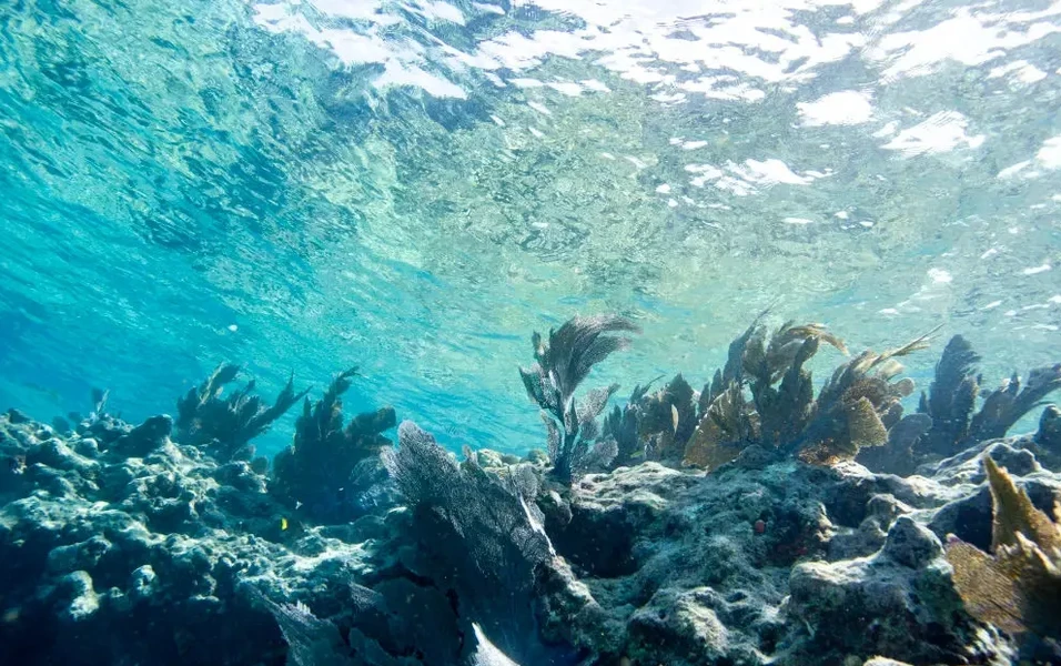 Autonomous robot maps hidden coral reef biodiversity hotspots