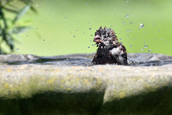 Gardens that attract beautiful birds will always have these 3 simple items