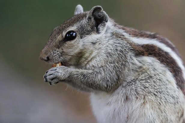 Why rat and squirrel damage looks almost identical