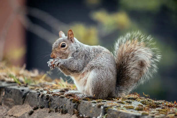 Why rat and squirrel damage looks almost identical