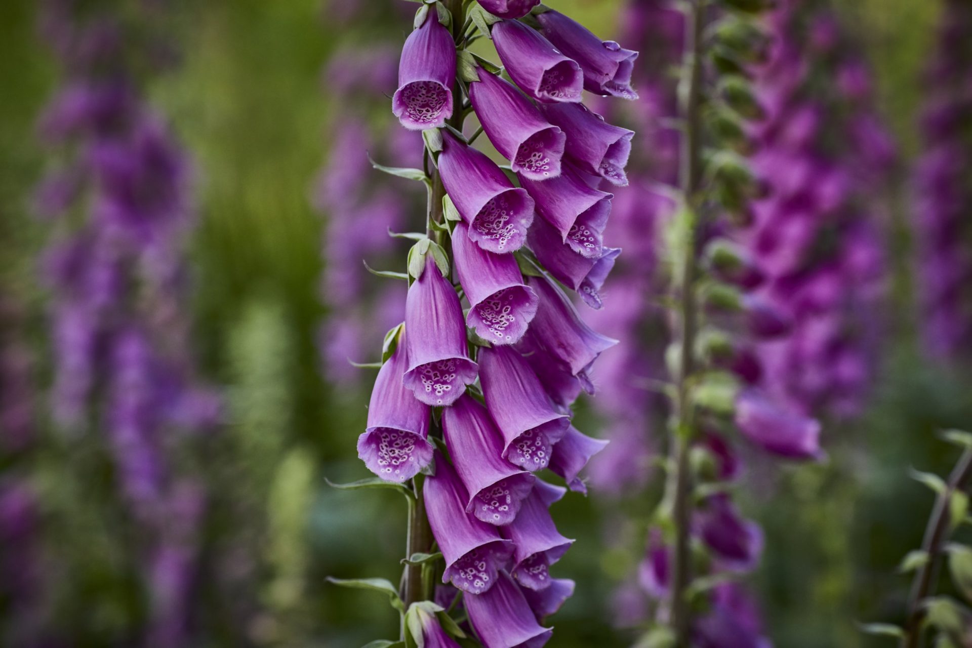 The gardening jobs to tackle now for a thriving summer garden