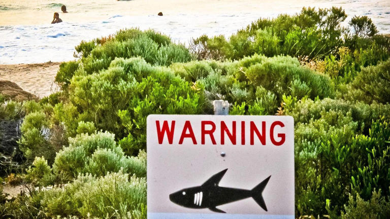 Schreckmoment in Australien: Treibsand verschluckt Frau und Hund