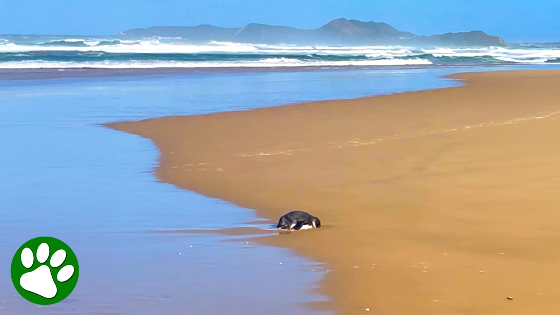 Mysterious creature found motionless on beach