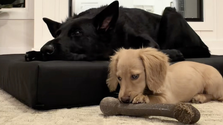 German shepherd and dachshund puppy tussle over toy just like human ...