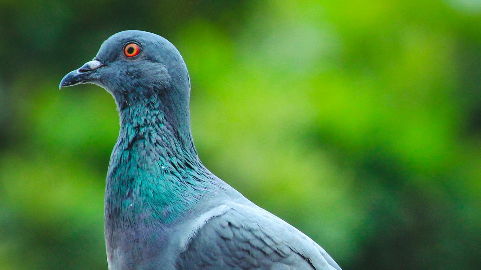 20 facts about carrier pigeons
