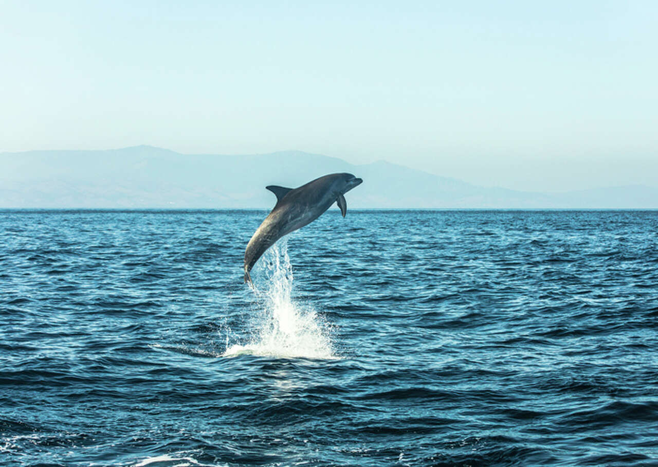 Commentary: Swimming with dolphins (for whatever the porpoise ...