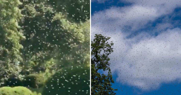 'Bee tornado' swarms White House lawn after Melania Trump expands ...