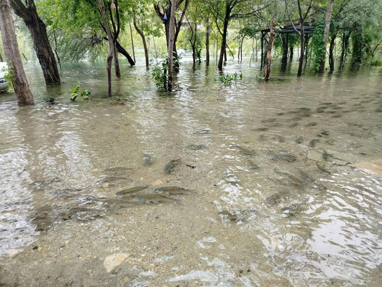 Fırat Nehri’nde akıntı arttı: Binlerce balık kıyıya akın etti