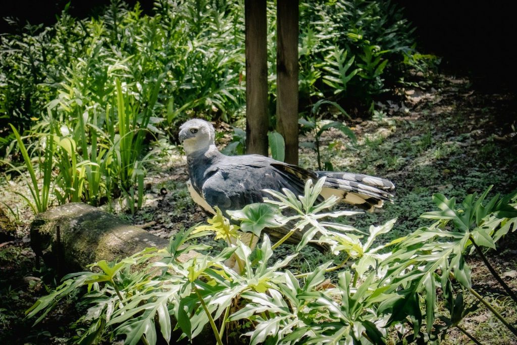 The most dangerous birds in the animal kingdom