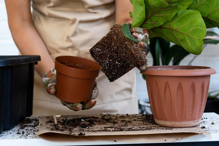 We asked a plant pro if you should mix used potting soil with fresh ...