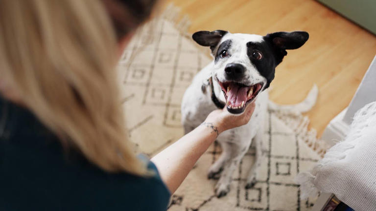 8 words dogs love hearing, according to trainers