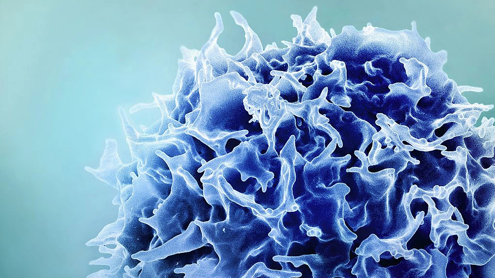 How your immune cells shape health and disease