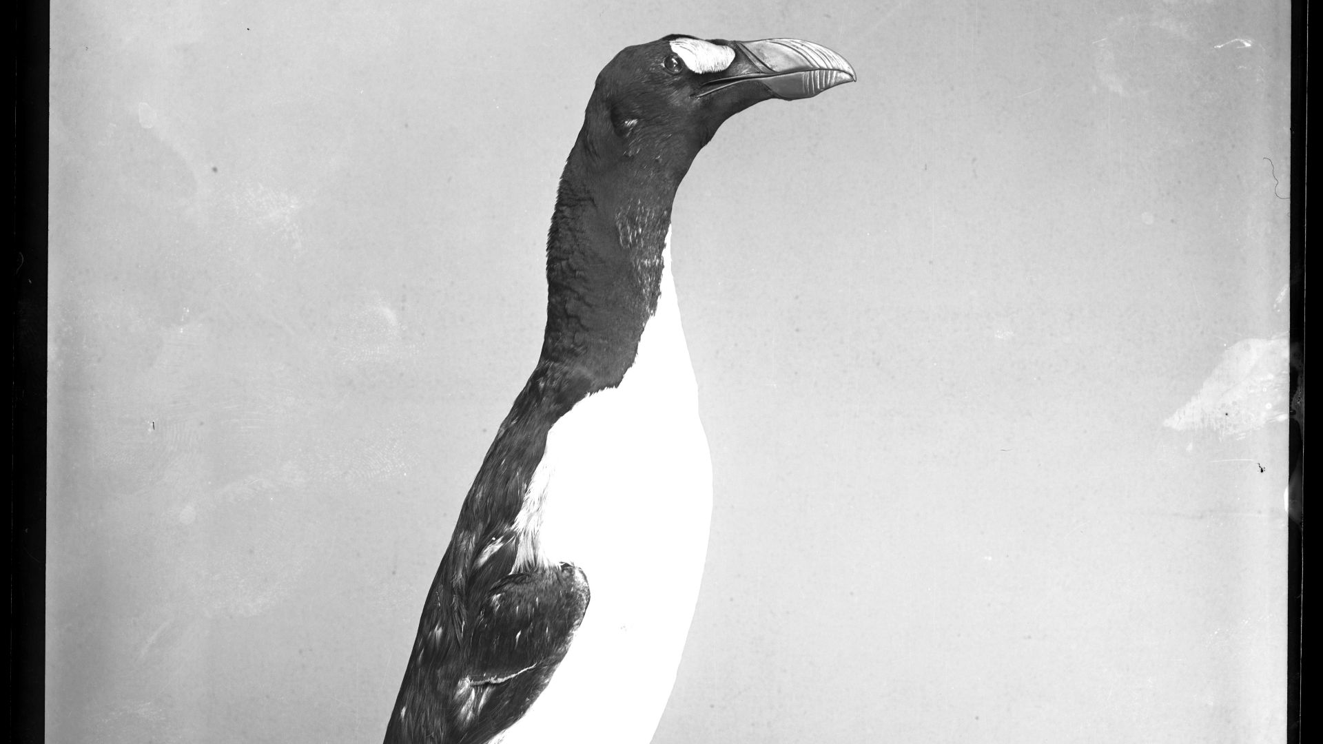 10 animals humans ate into extinction & 10 we nearly lost