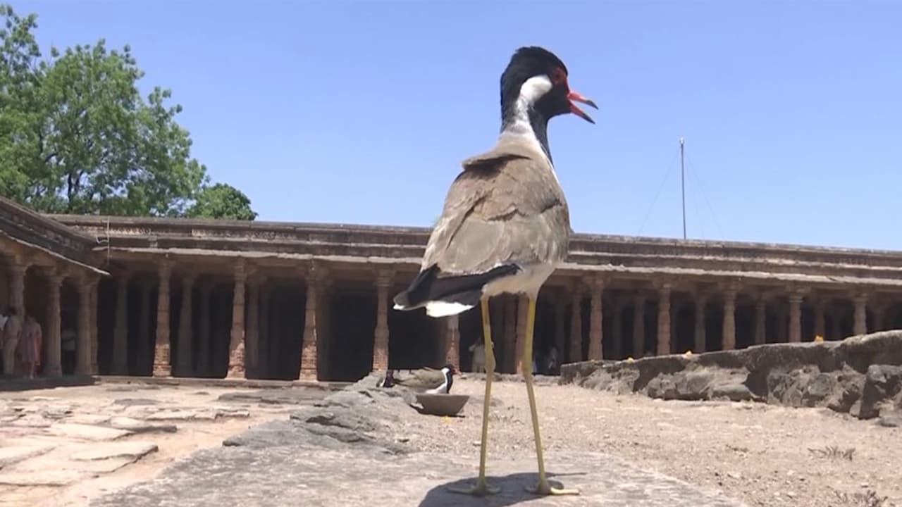 Rare sight: Lapwing hatches eggs at historic Bhojshala monument