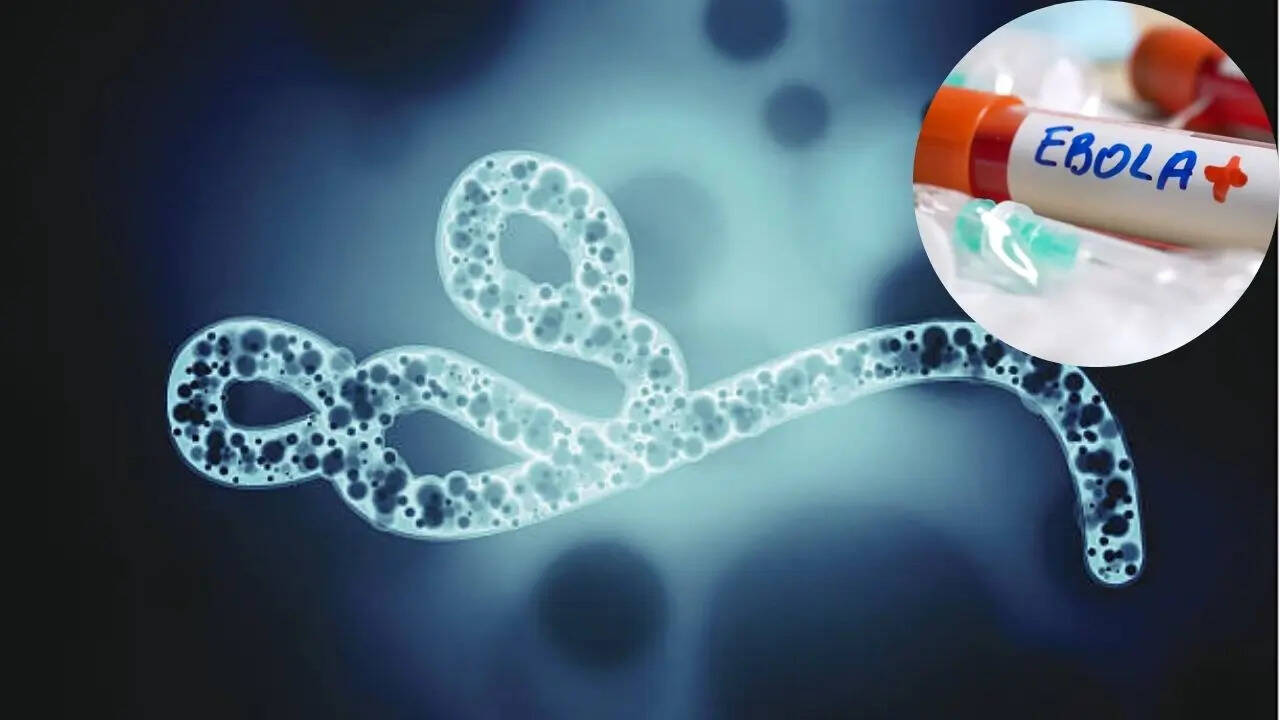 What is the Bundibugyo strain of the Ebola virus that has killed 80 ...