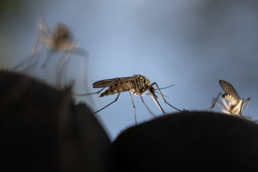 Why are some people mosquito magnets? Clues are emerging