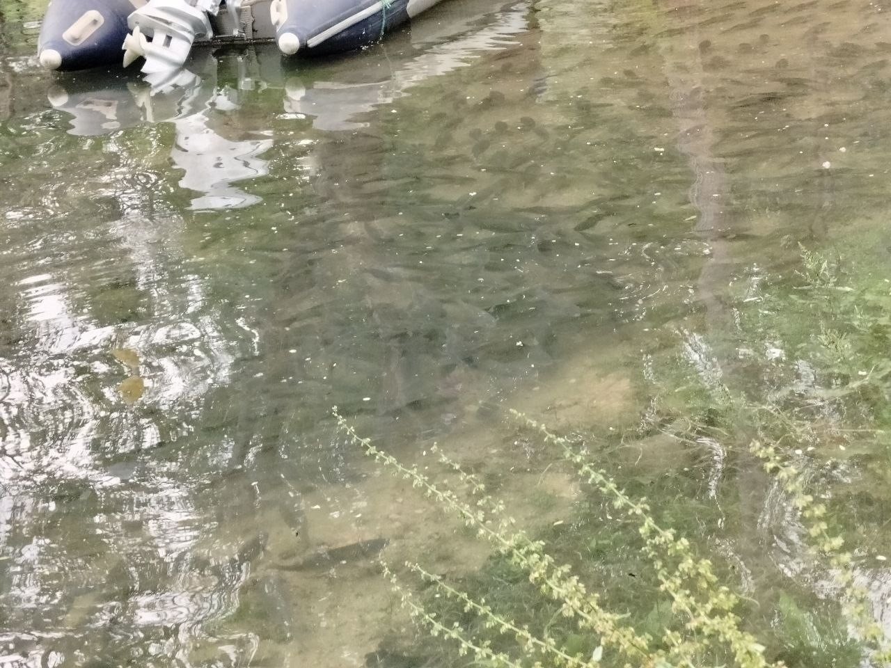 Fırat Nehri’nde akıntı arttı: Binlerce balık kıyıya akın etti