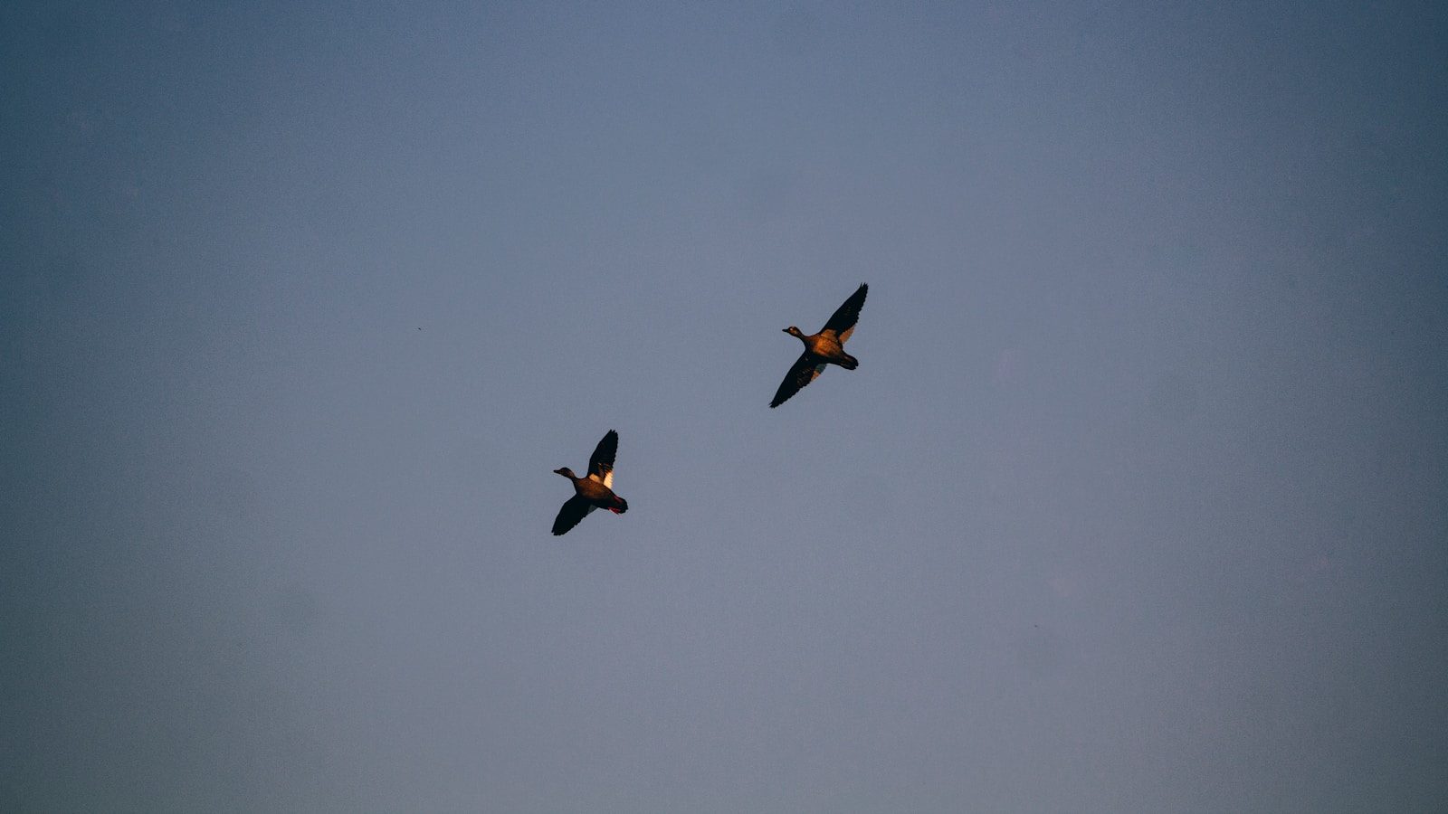 Birds you never want flying near your yard