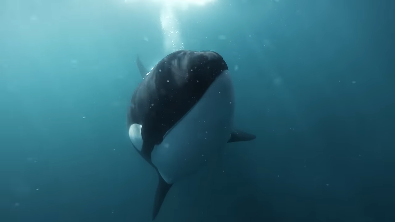 Something is happening with orcas at sea - the attacks are spreading