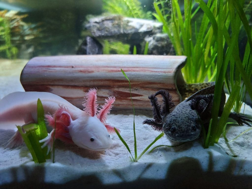 Exotic animals that look straight out of a fantasy movie