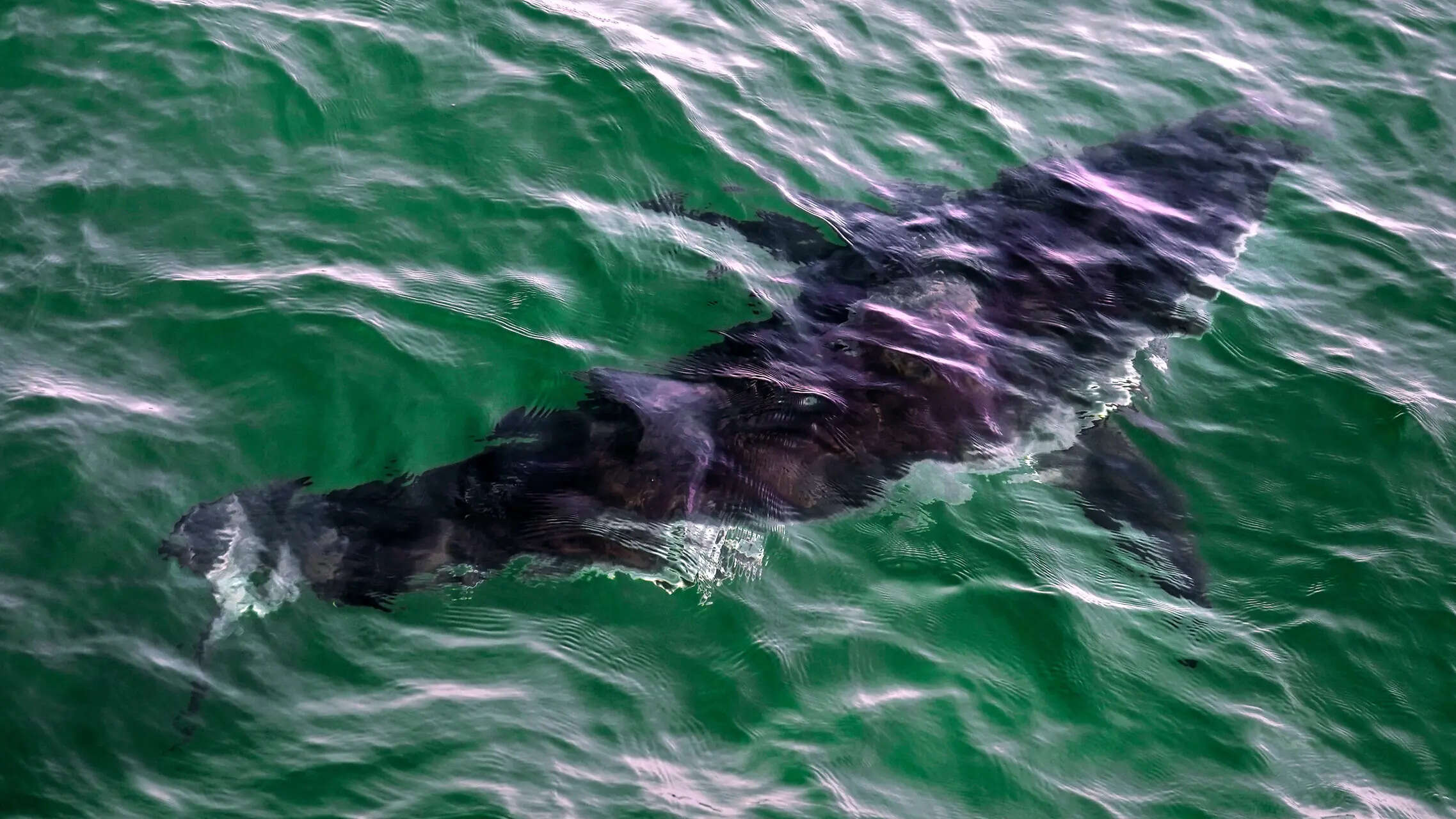Man dies after suspected shark attack near Rottnest Island off Western ...