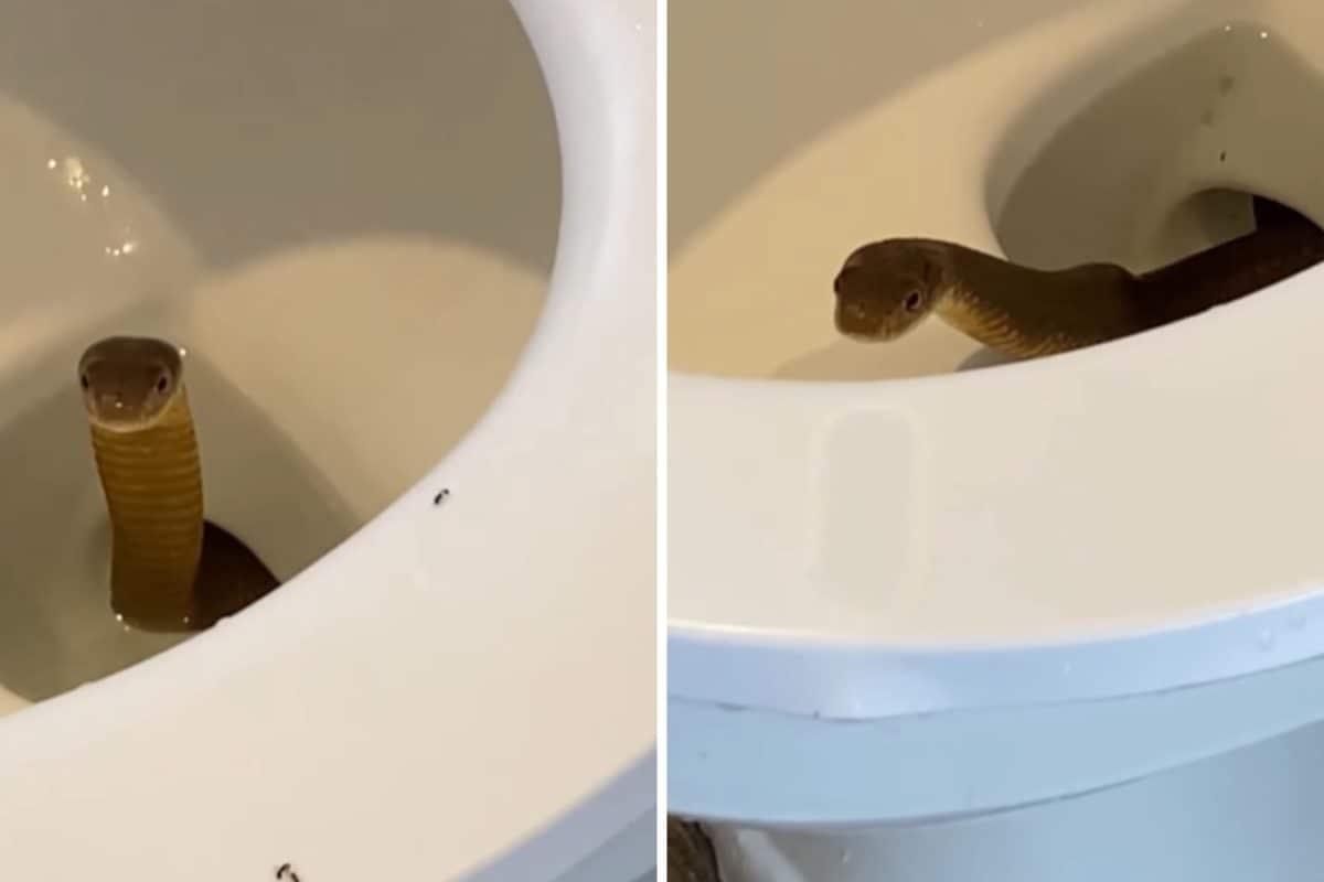 Terrifying moment on camera! King cobra emerges from 'blocked toilet ...