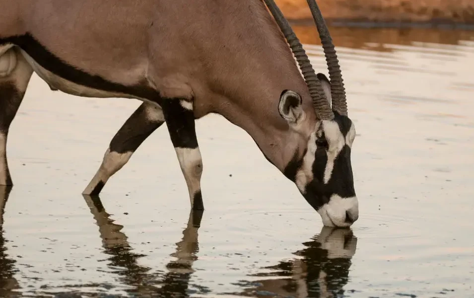 How desert animals master survival against all odds