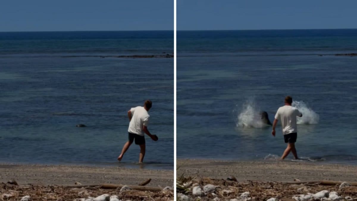 Arrestato il turista che ha lanciato un sasso a una foca monaca alle ...