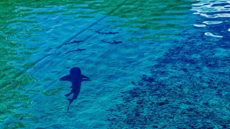 Lasers are unlocking the life stories hidden in shark bones