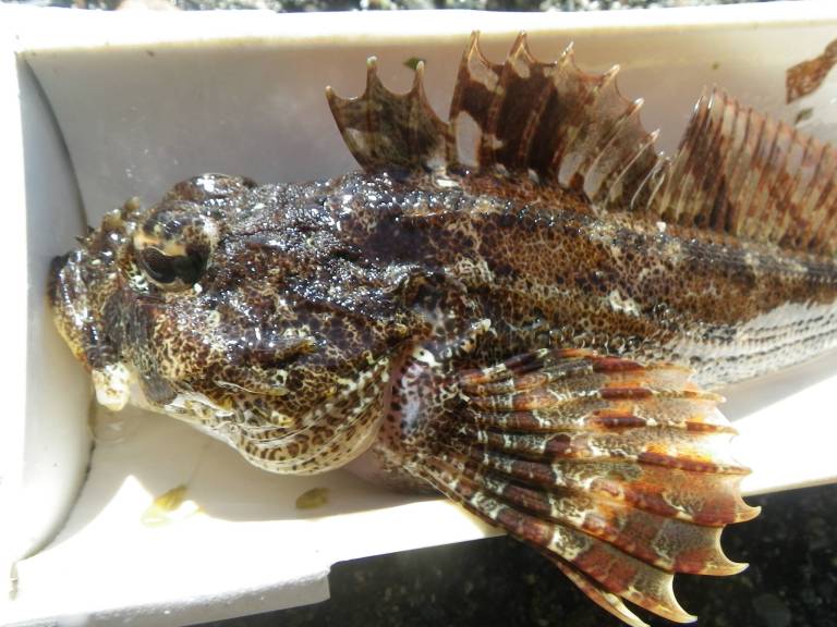 Sculpins rule Indian Island tidepools
