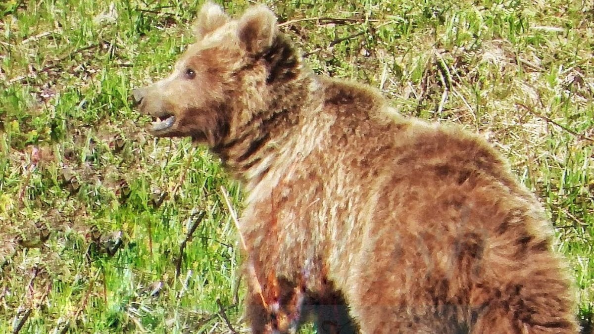 Rare Himalayan brown bear spotted in Kinnaur after seven-year gap. Watch