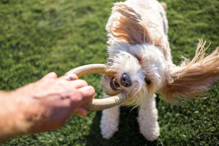 Five pet essentials you can't recycle under England's new regulations