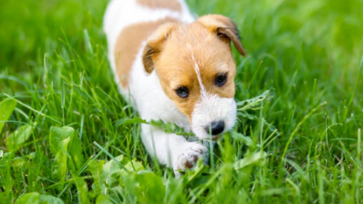 8 reasons why dogs eat grass, according to veterinarians