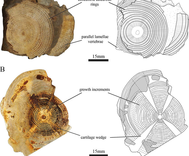 Lasers are unlocking the life stories hidden in shark bones