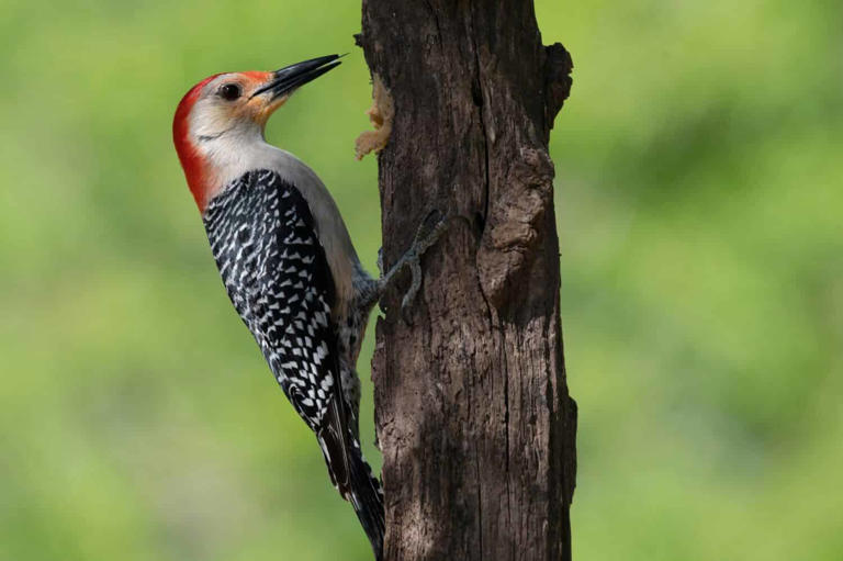 The bird whose tongue wraps around its brain