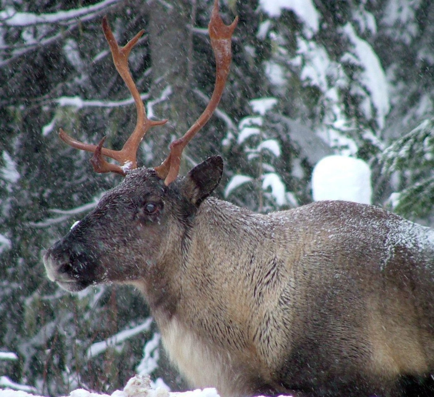 BC allowed logging in caribou habitat despite its own ministry's ...