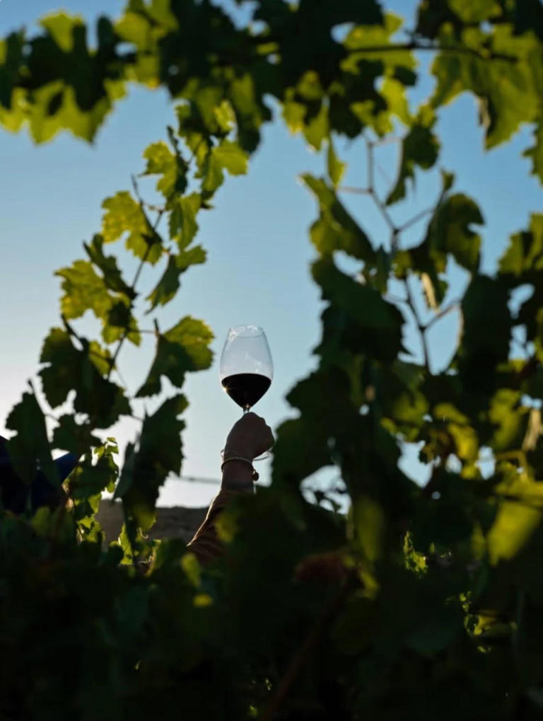 Valle de Guadalupe impulsa nuevas inversiones e infraestructura en 2026 ...