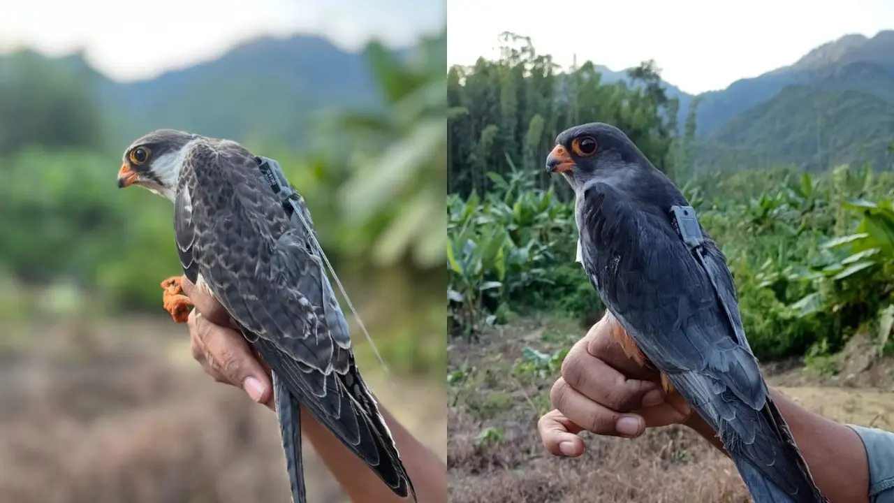 Satellite-tagged Amur falcon crosses Arabian Sea towards India
